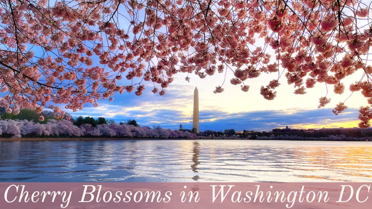 Cherry Blossoms of Washington DC 2021 – All You need to know about DC’s ...