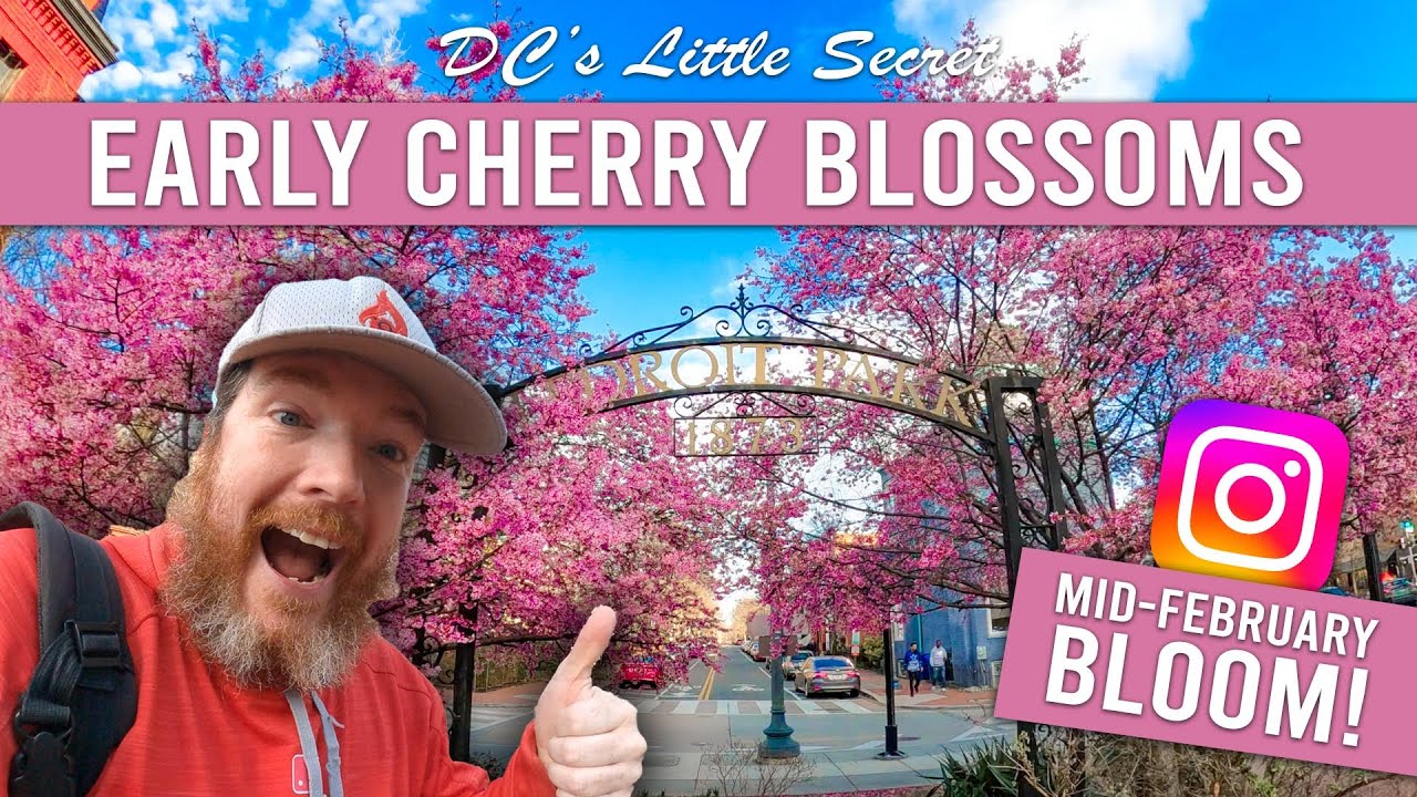 Where To See The EARLY Cherry Blossoms In Washington DC In 2023 | Right ...